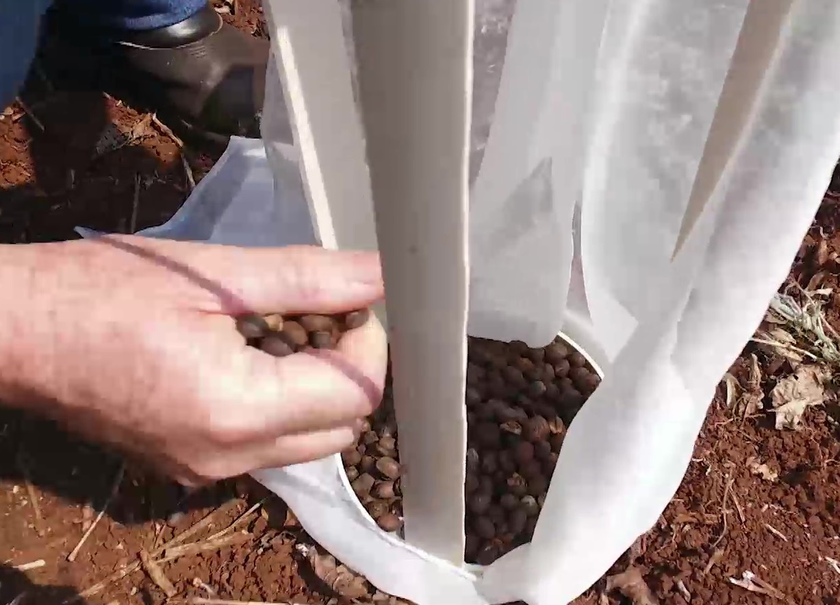 Como fazer o correto manejo da broca-do-cafeeiro para a produção de ...