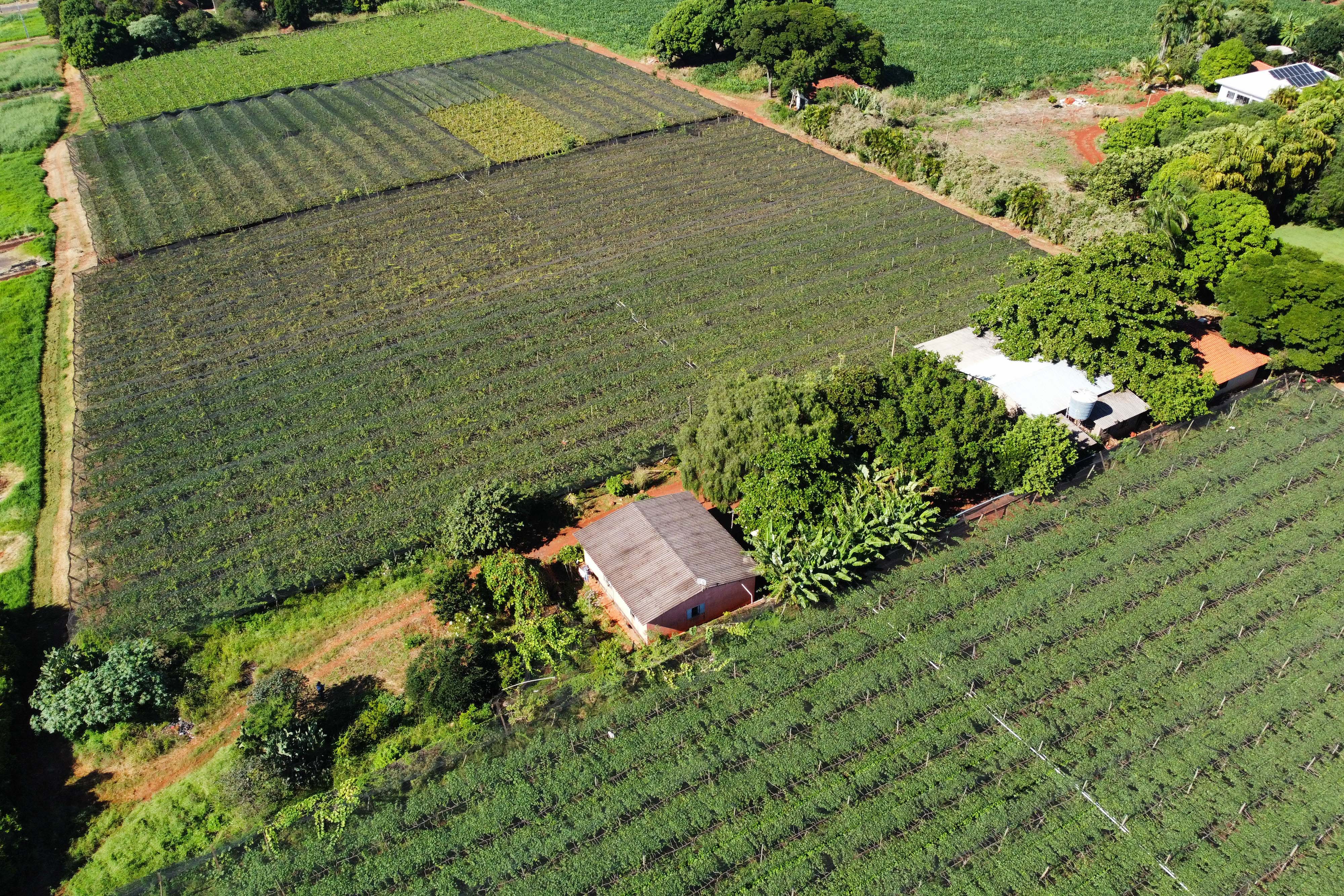 Indicação Geográfica reforça vocação de Marialva como maior produtora ...
