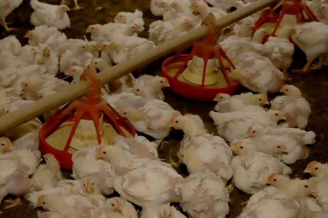 Paraná lidera mercado de frangos no 3º trimestre; cresce a produção de ...